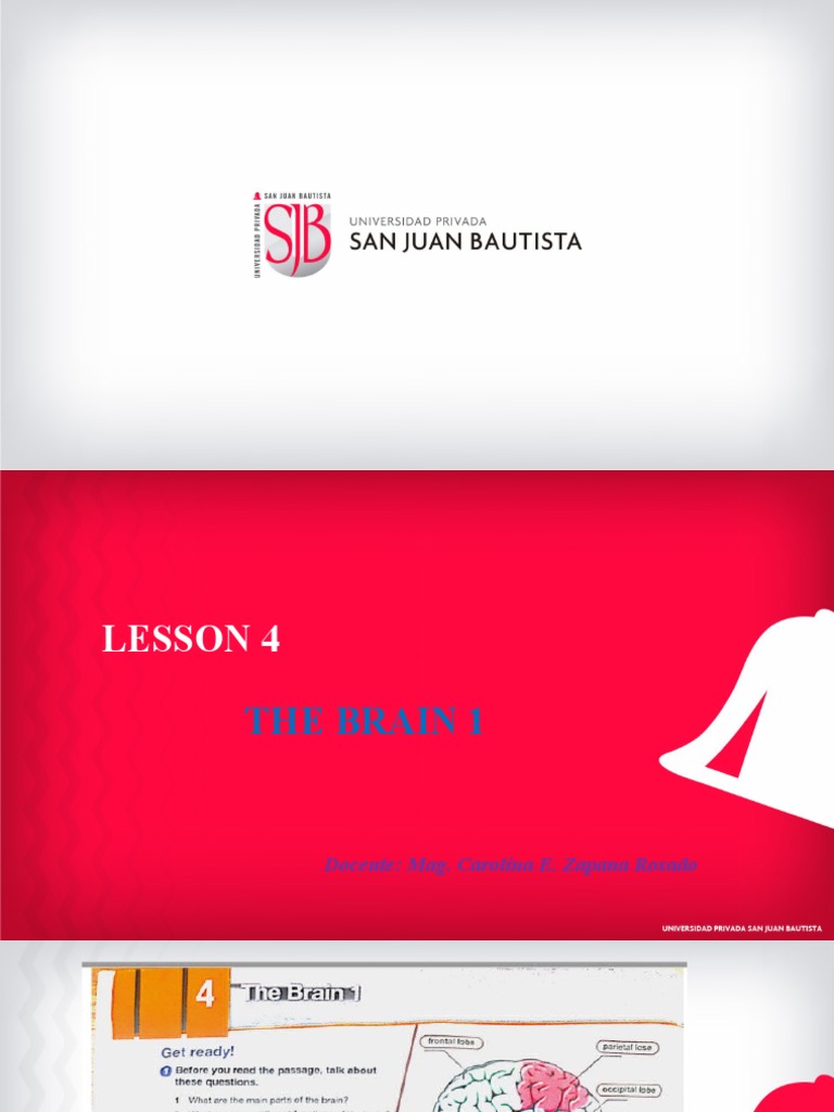 Lesson 4 The Brain 1 | PDF | Cerebral Cortex | Insular Cortex