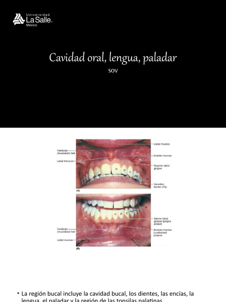 Cavidad Oral | PDF | Lengua | Boca