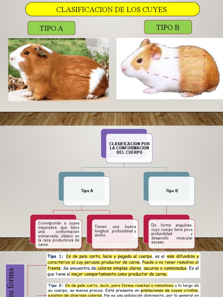 Clasificacion de Los Cuyes | PDF