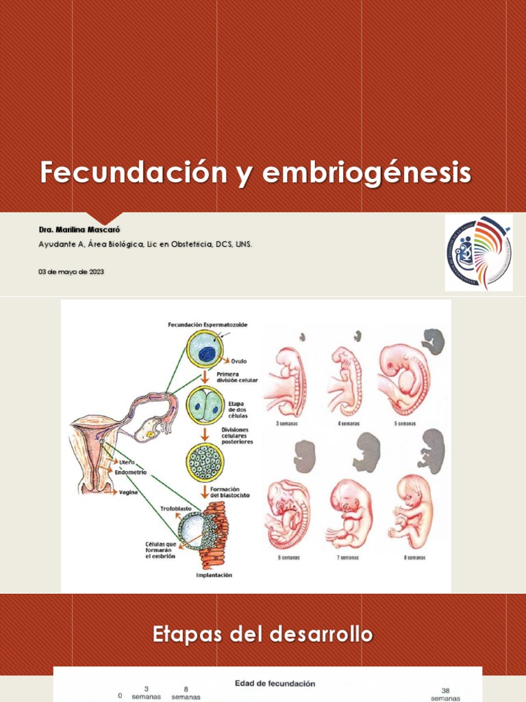 Clase Fecundación y Embriogénesis 030523 | PDF | Embrión | Ciencias de ...