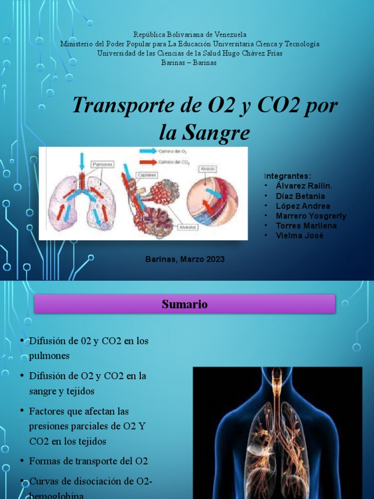 MFH 04 - Tema 07, Parte 03 - Transporte de O2 y CO2 Por La Sangre | PDF | Pulmón | Respiración