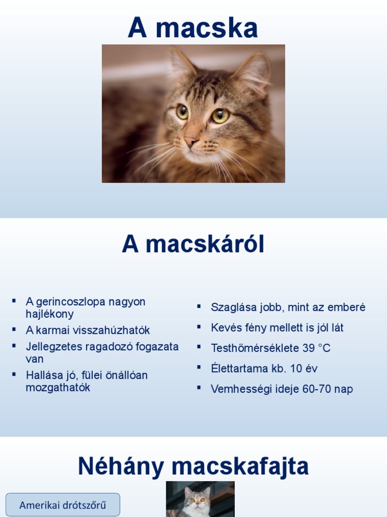 Macska | PDF