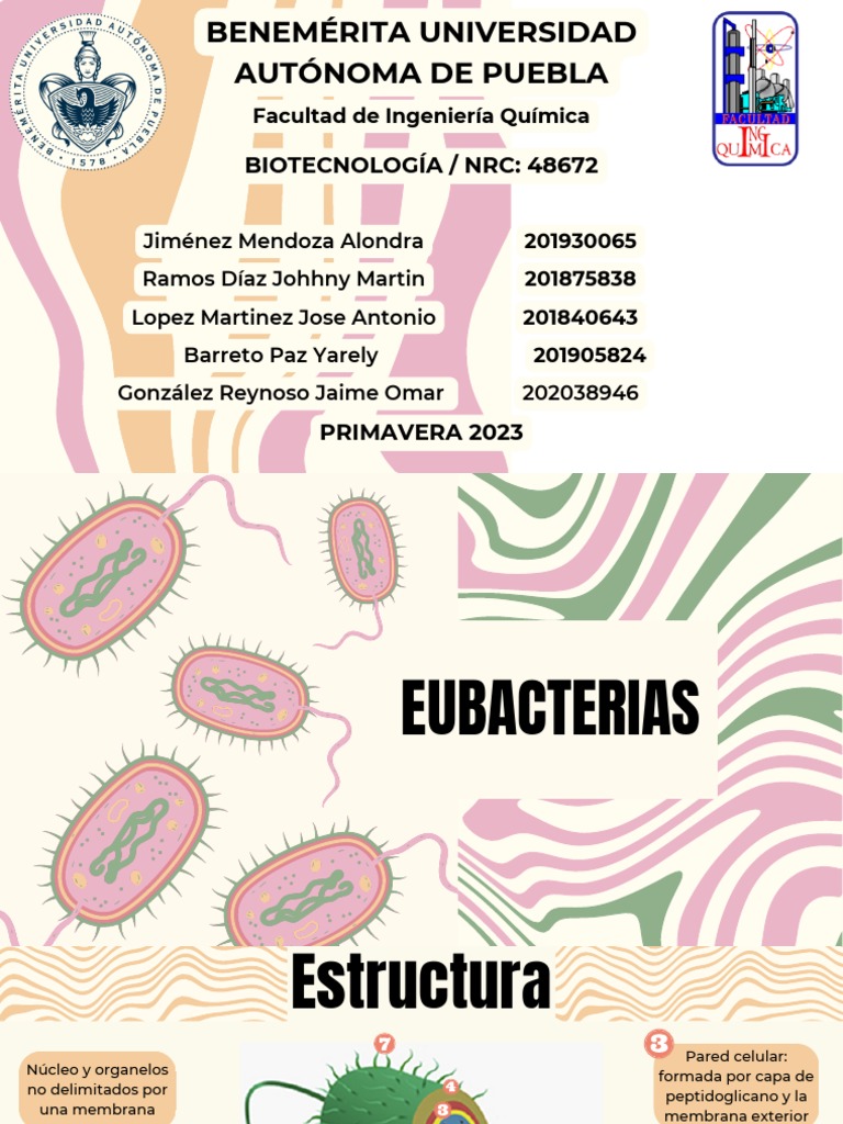 Estructura y tipos de eubacterias | PDF | Las bacterias | Biología Celular)