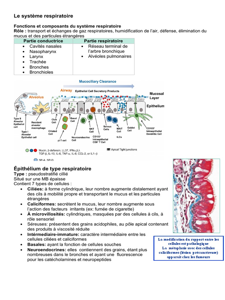 Anatomie et Fonction du Système Respiratoire | PDF | Épithélium | Poumon