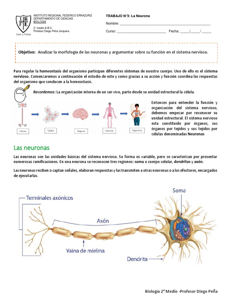 Actividad N°3 - La Neurona | PDF | Neurona | Sistema nervioso
