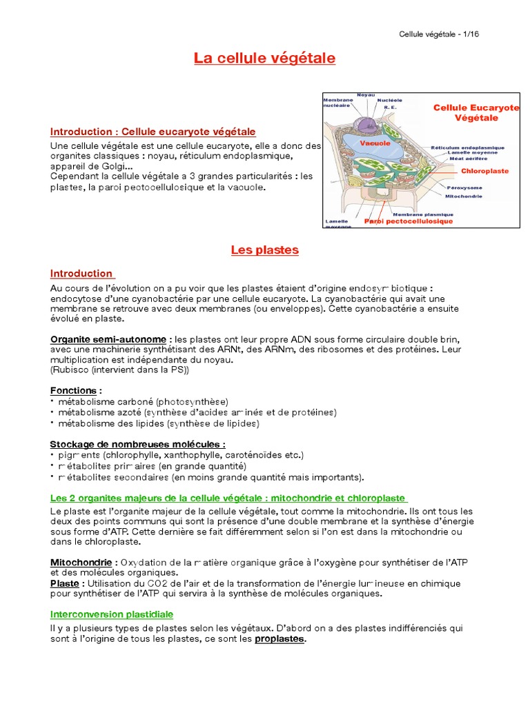 2 - La Cellule Végétale - Fiche | Descargar gratis PDF | Vacuole | Paroi cellulaire