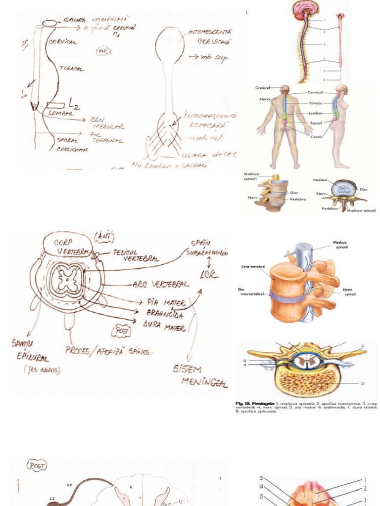 Maduva Spinarii 1 Vineri | PDF