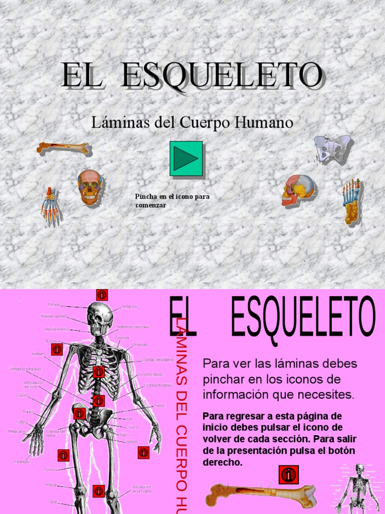 Estructura de la Columna Vertebral | PDF | Mano | Esqueleto