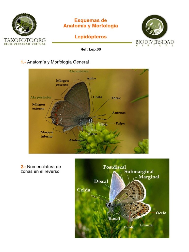 Anatomía y Morfología de Lepidópteros | PDF