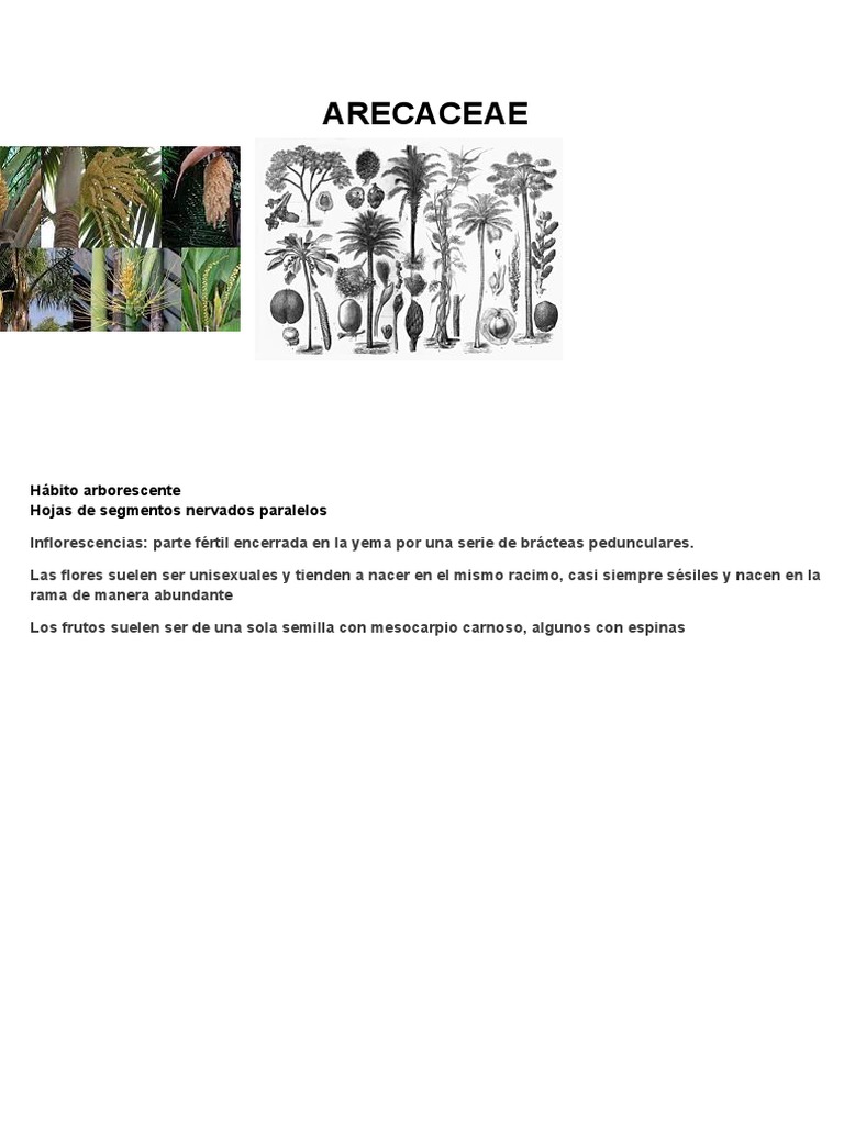 Especies de Palmas: Oenocarpus minor | PDF | Hoja | Tallo de la planta