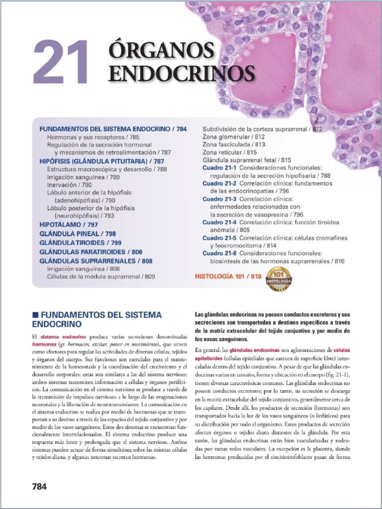 Organos Endocrinos Ross | PDF