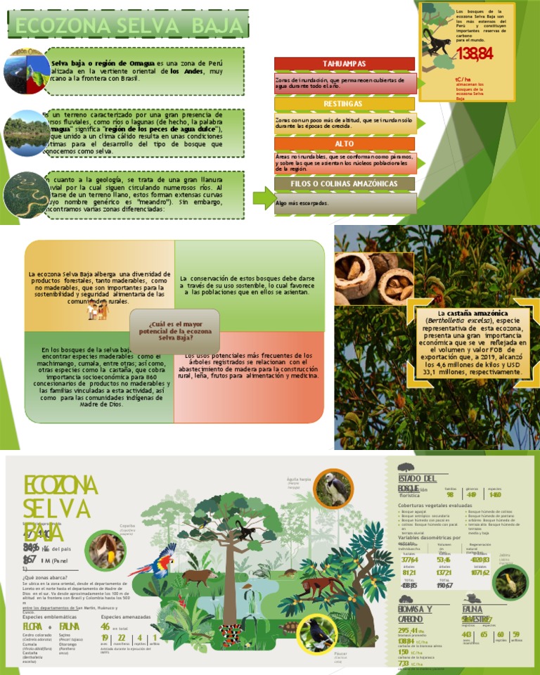 Ecozonas Selva Baja | PDF | Selva | Ciencias de la Tierra