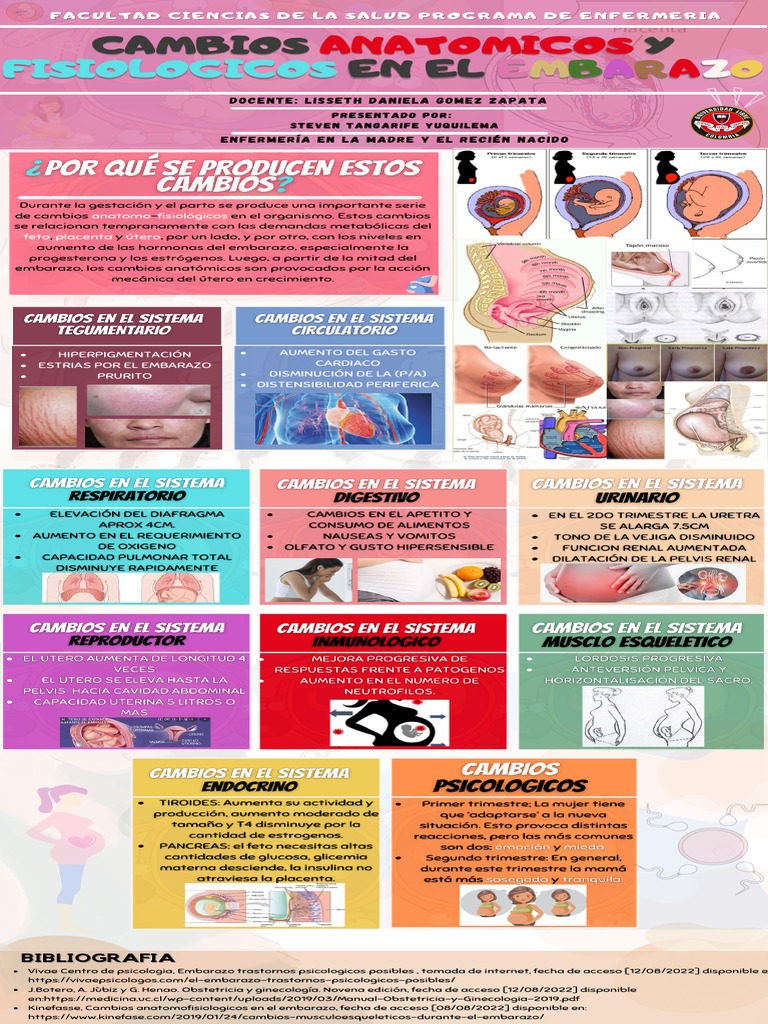 Cambios Anatomo Fisiologicos en El Embarazo | PDF