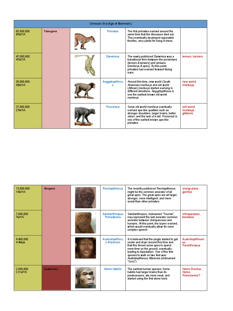 Human Evolution Timeline | Download Free PDF | Homo | Human Evolution