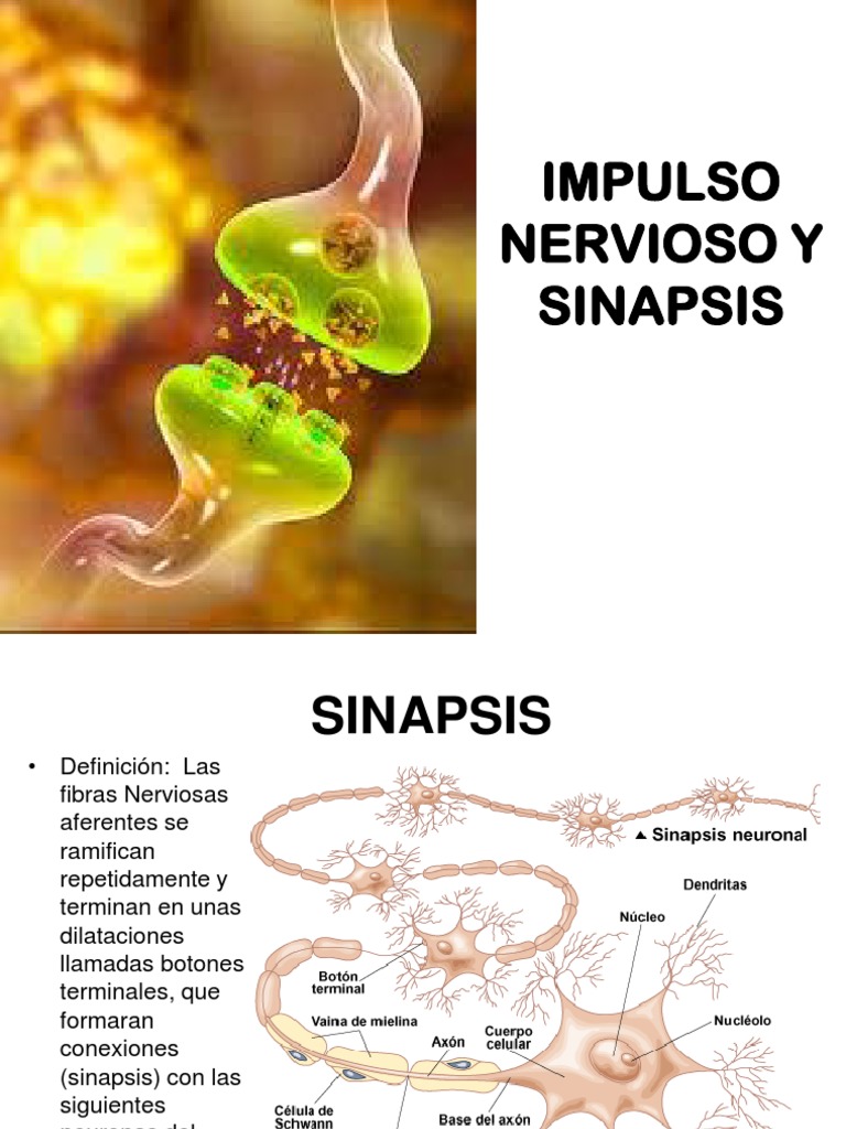 Sinapsis: El Viaje del Impulso Nervioso | PDF | Sinapsis | Potencial de ...