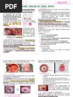 Histología del Cérvix: Exocérvix y Endocérvix | PDF | Cáncer | Anatomía