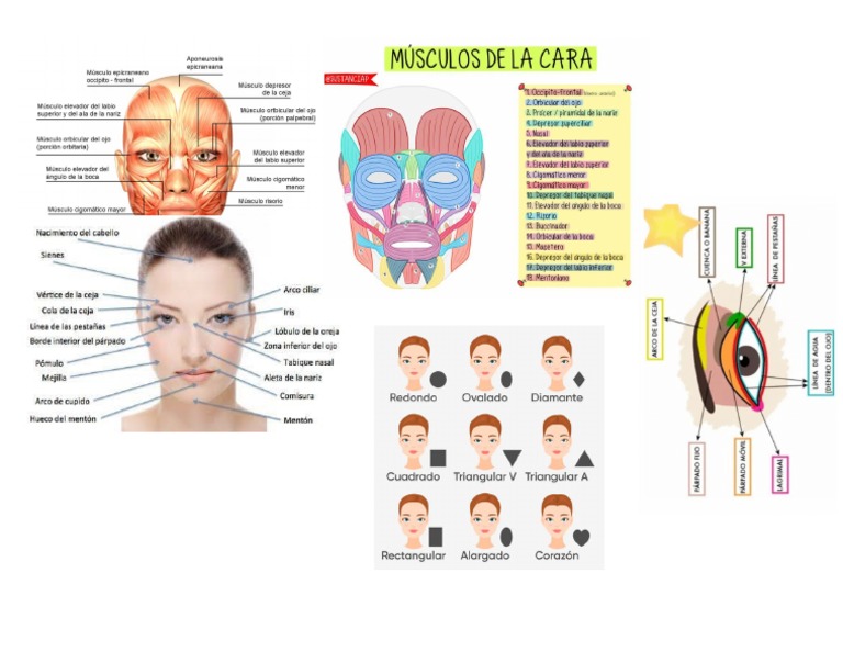 Morfologia Del Rostro Pdf