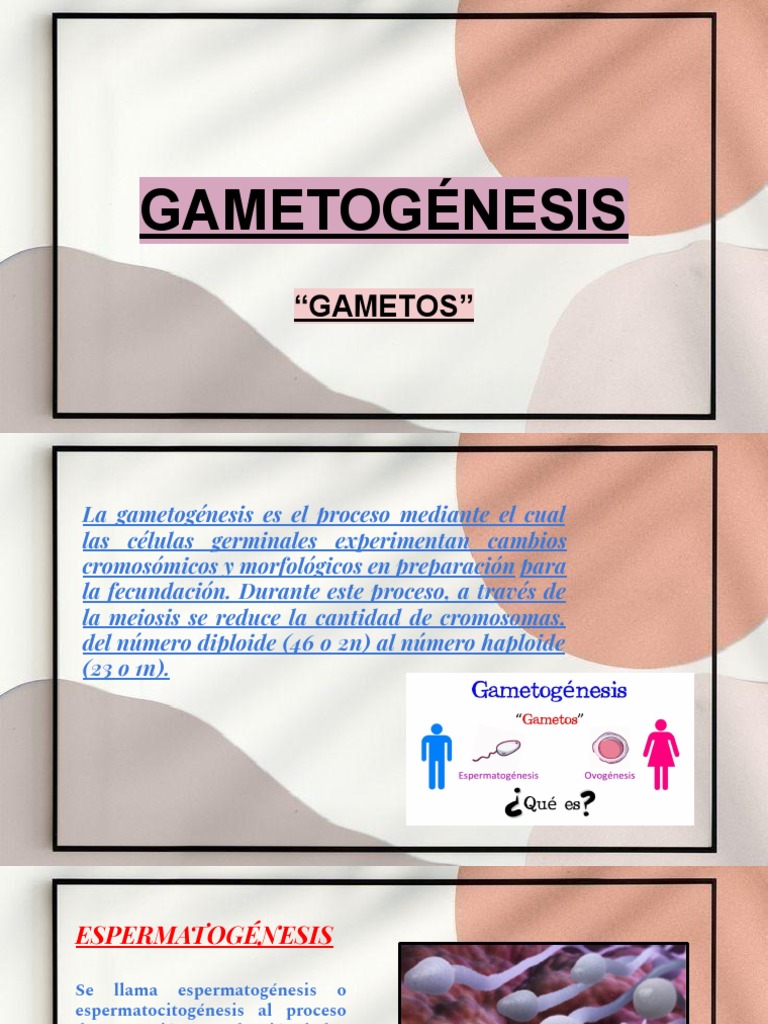 Proceso de Gametogénesis y Espermatogénesis | PDF | Anatomia animal ...