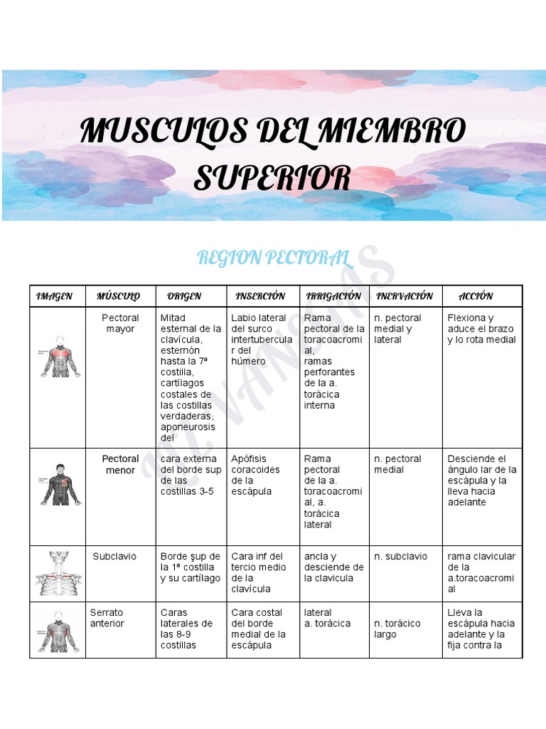 Anatomía de Músculos del Miembro Superior | PDF | Mano | Extremidades ...