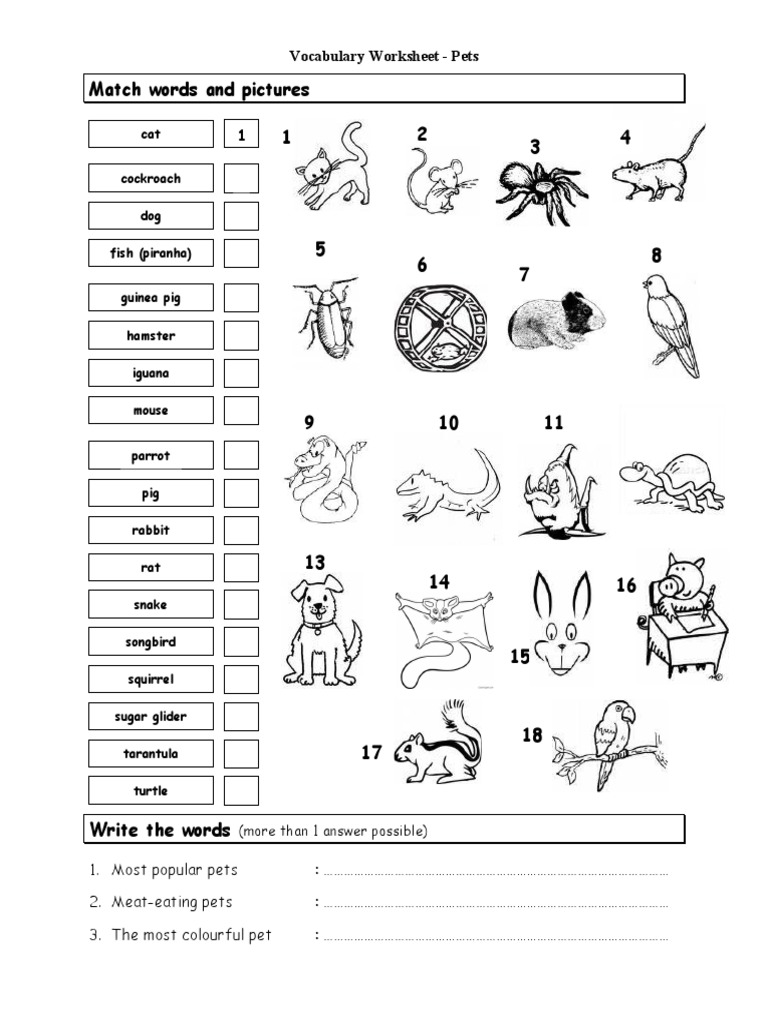 Pet Vocabulary Matching Worksheet | PDF