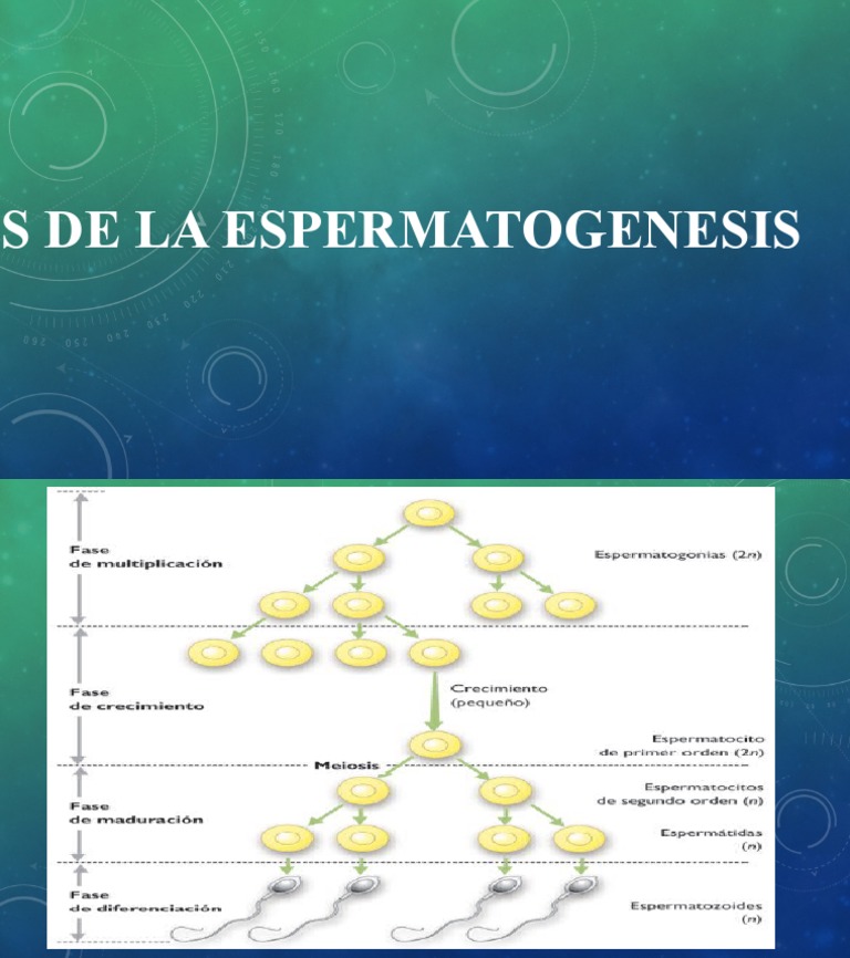 Espermatogenesis Fases