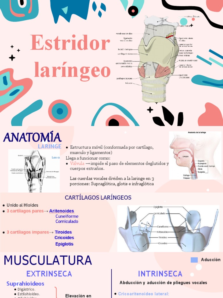 Estridor laríngeo: causas y diagnóstico | PDF | Laringe | Tos