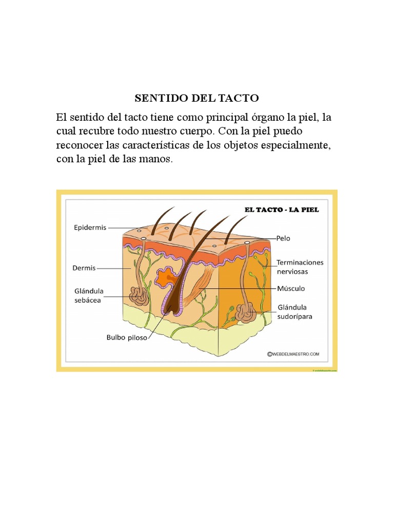 Sentido Del Tacto | PDF
