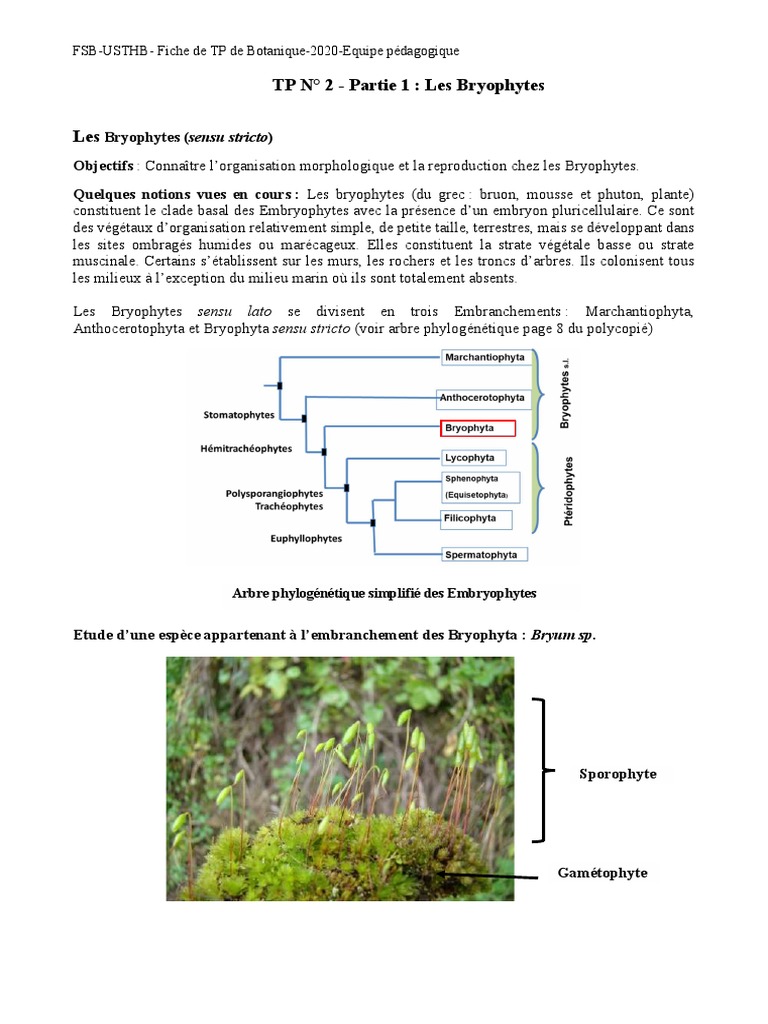 Comparaison des Bryophytes et Ptéridophytes | PDF | Fougères | Botanique