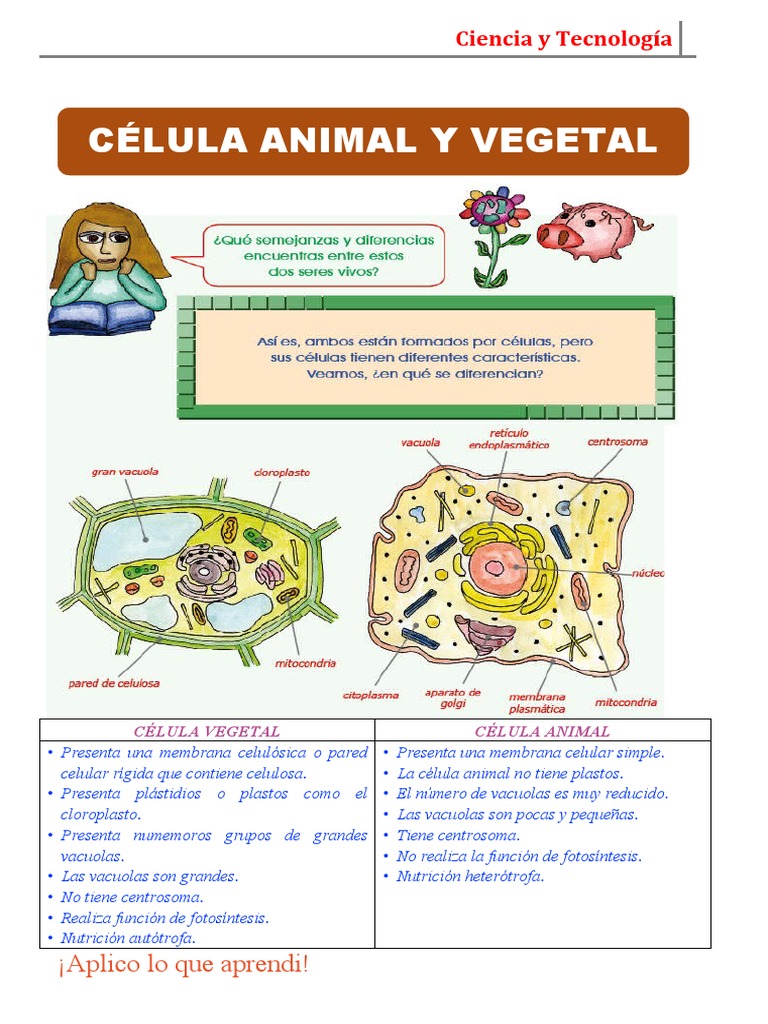Célula Animal y Vegetal para Quinto Grado de Primaria | PDF | Plantas ...
