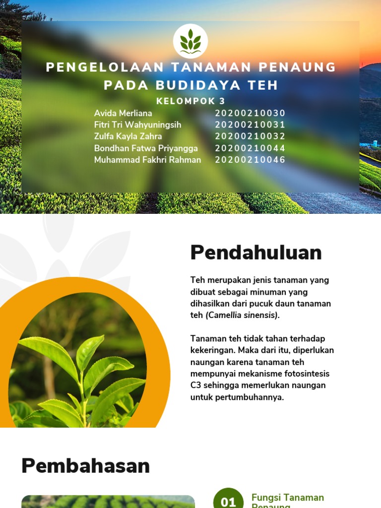 Pengelolaan Tanaman Penaung Pada Budidaya Teh | PDF