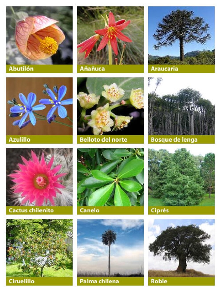 Flora | PDF