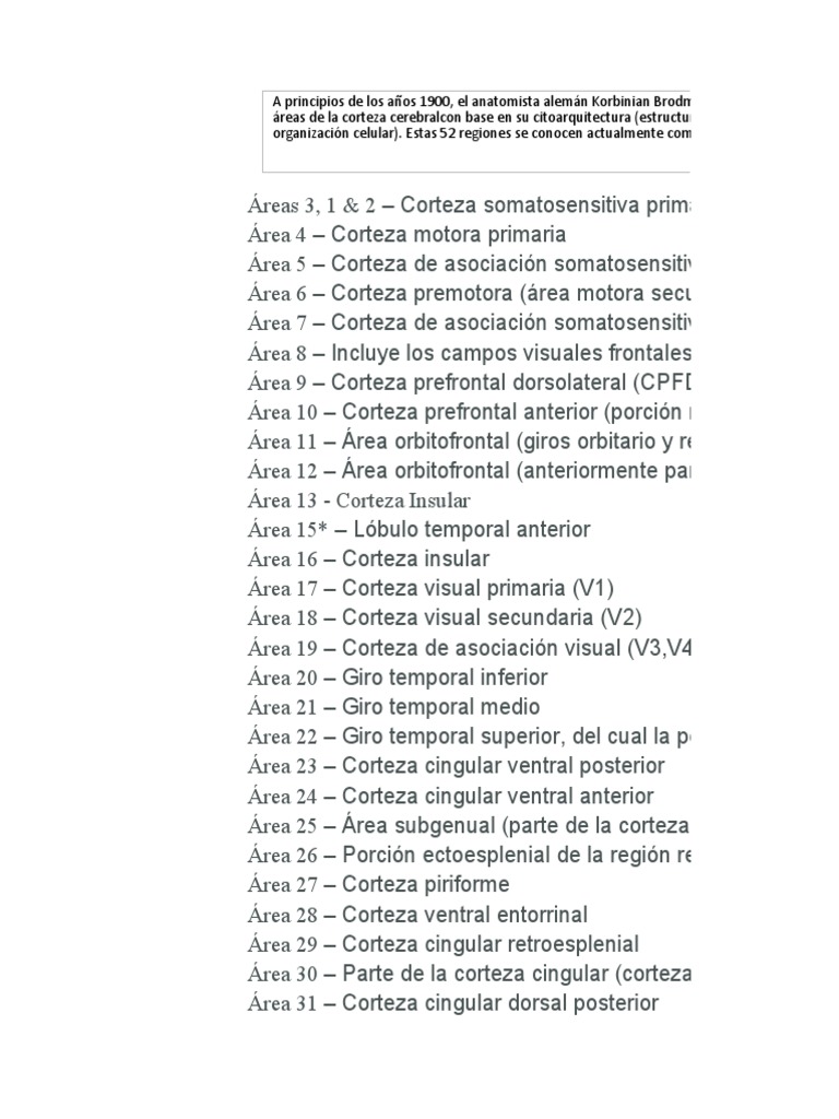 Areas de Brodman | PDF | Lóbulo temporal | Memoria