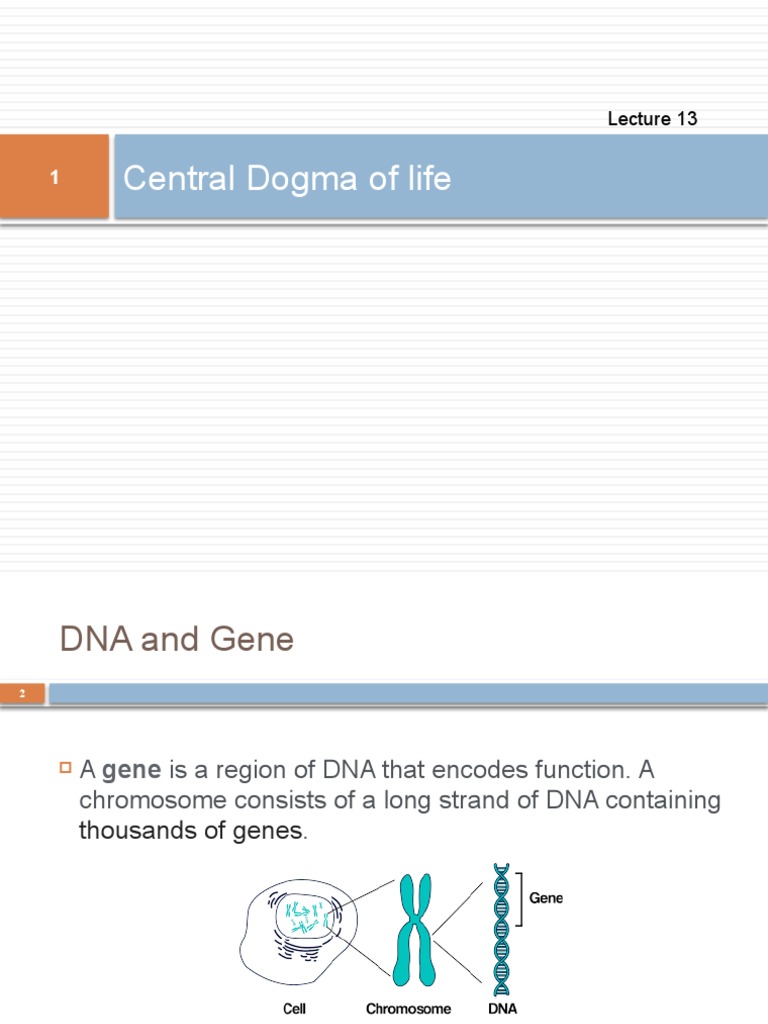 The Central Dogma of Life | PDF | Messenger Rna | Rna