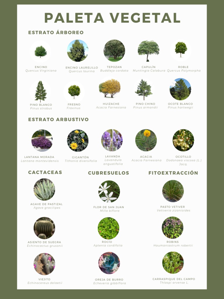 Paleta Vegetal | PDF