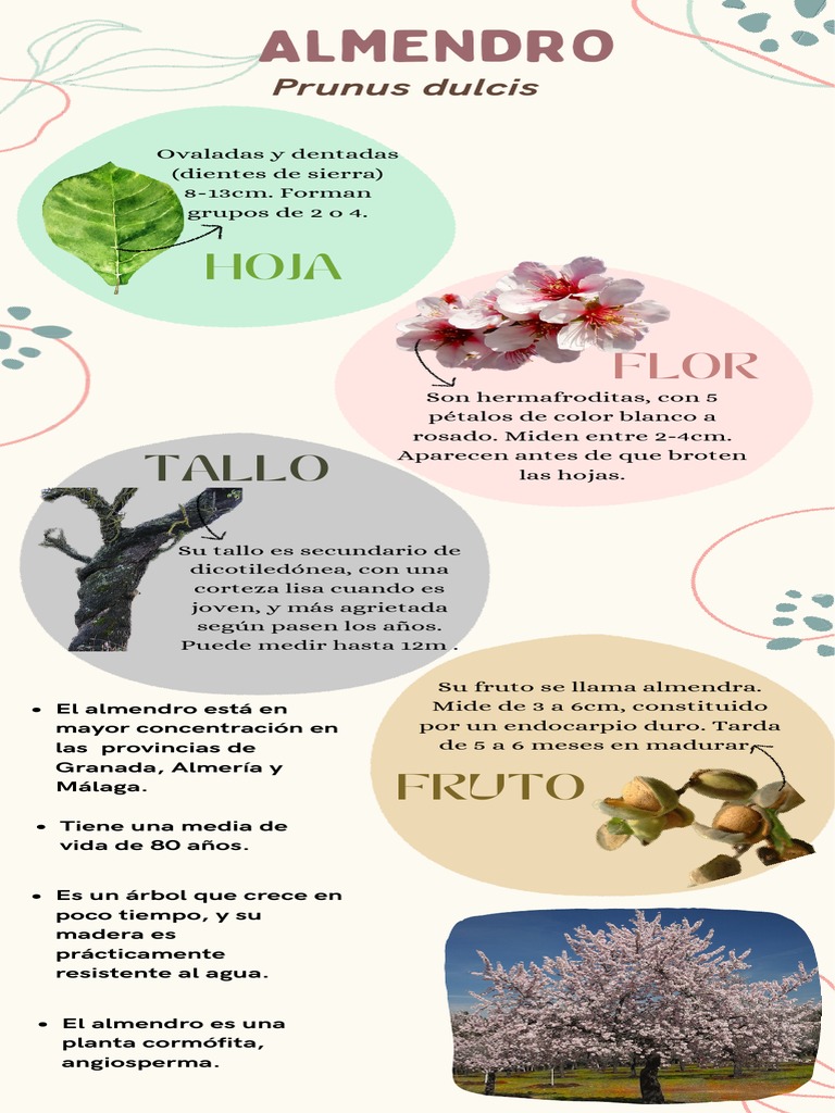 Infografía Almendro. | PDF