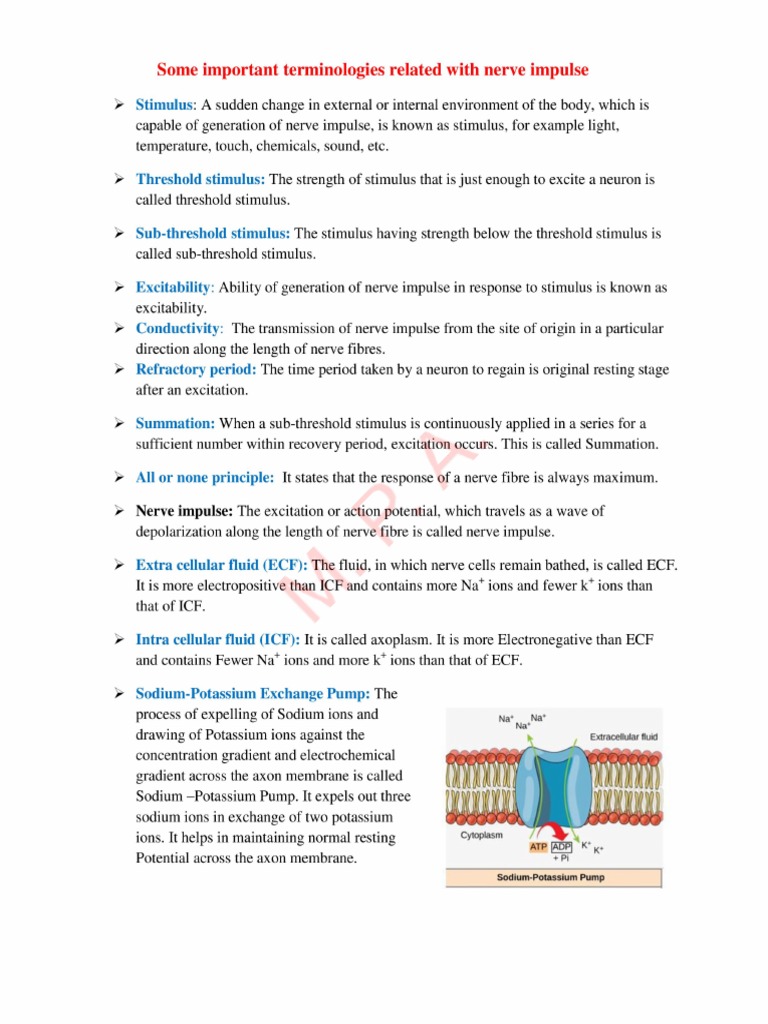 Conduction of Nerve Impulse | PDF