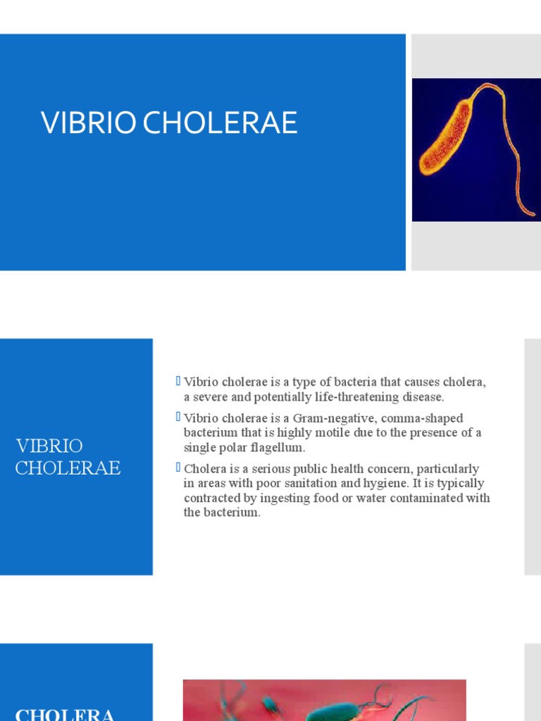 Vibrio Cholerae | PDF | Cholera | Diarrhea