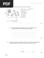 Magnification Worksheet | PDF | Units Of Measurement | Teaching Mathematics
