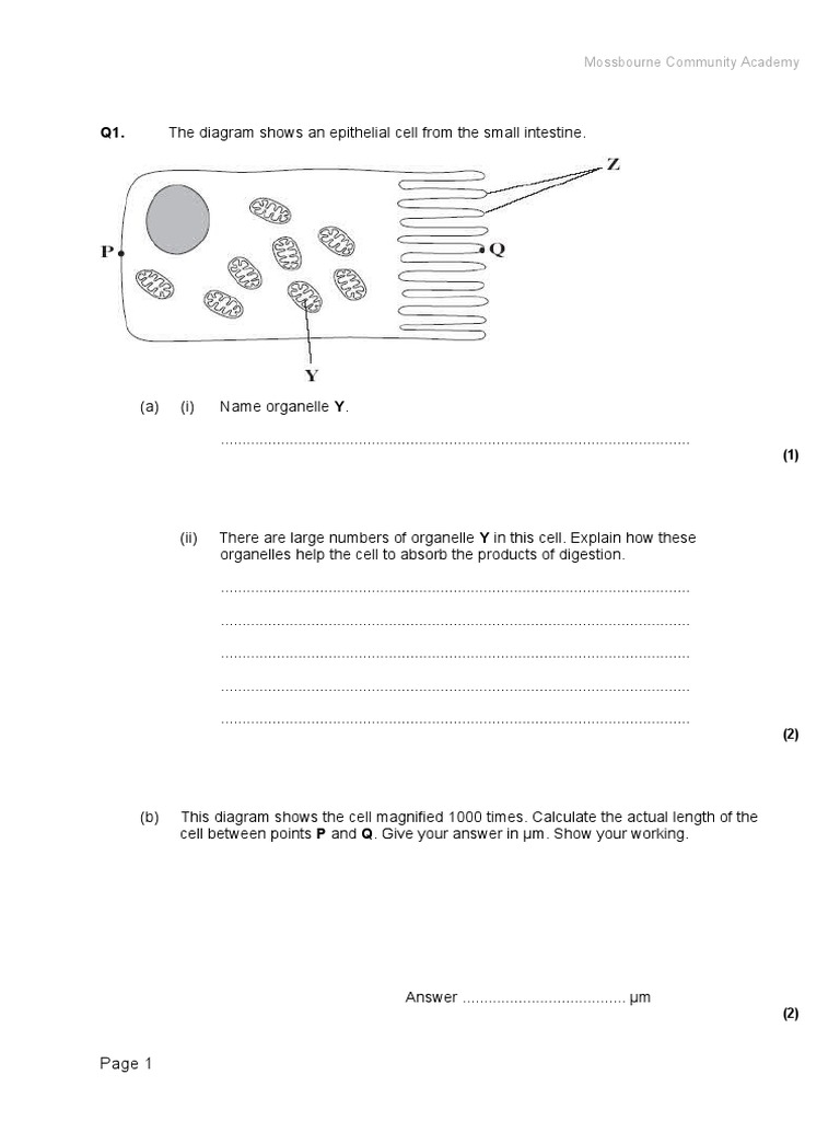 Epithelial Cell Structure and Function | PDF | Chloroplast | Histology