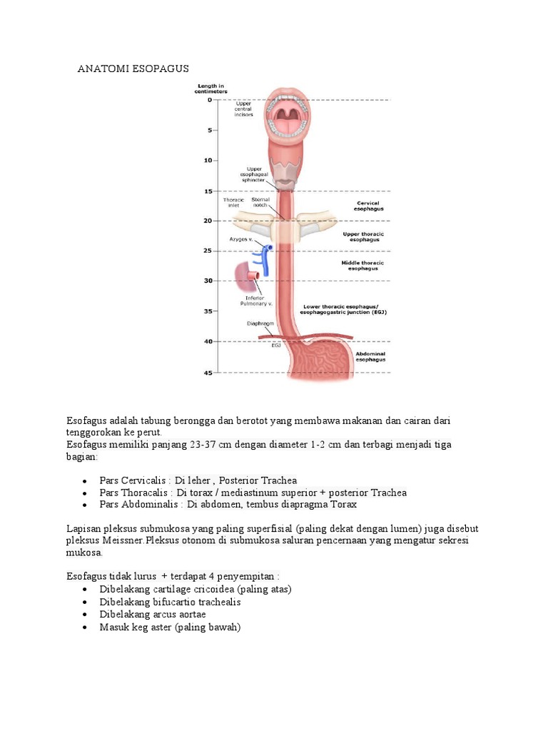 ANATOMI Fisio ESOPAGUS | PDF | Kajian Bahasa Asing | Sains & Matematika