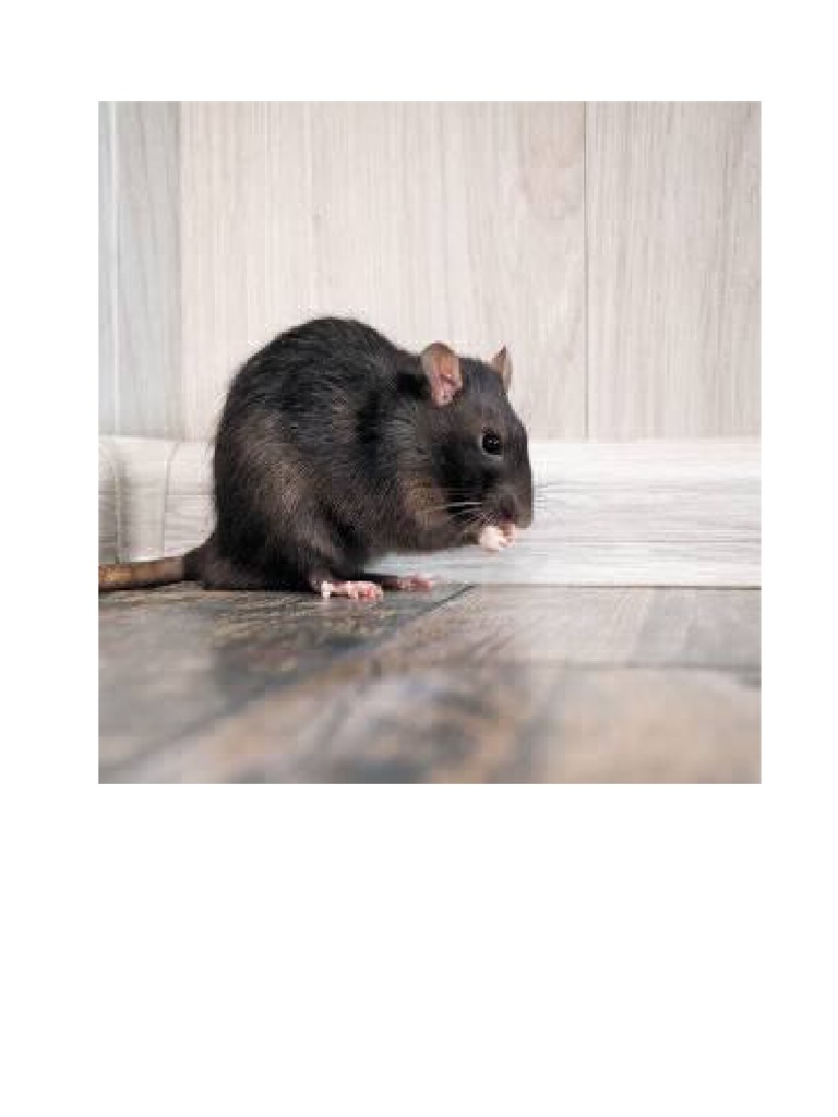 RAT | PDF