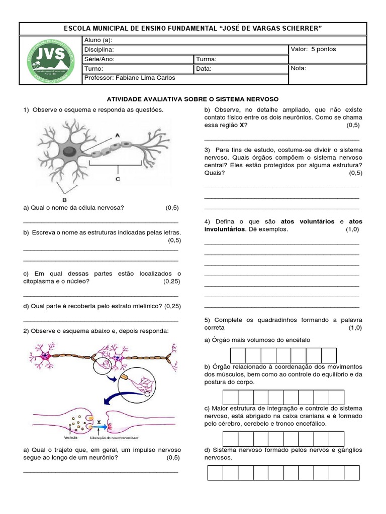 Atividade Avaliativa - Sistema Nervoso | PDF | Sistema nervoso | Cérebro