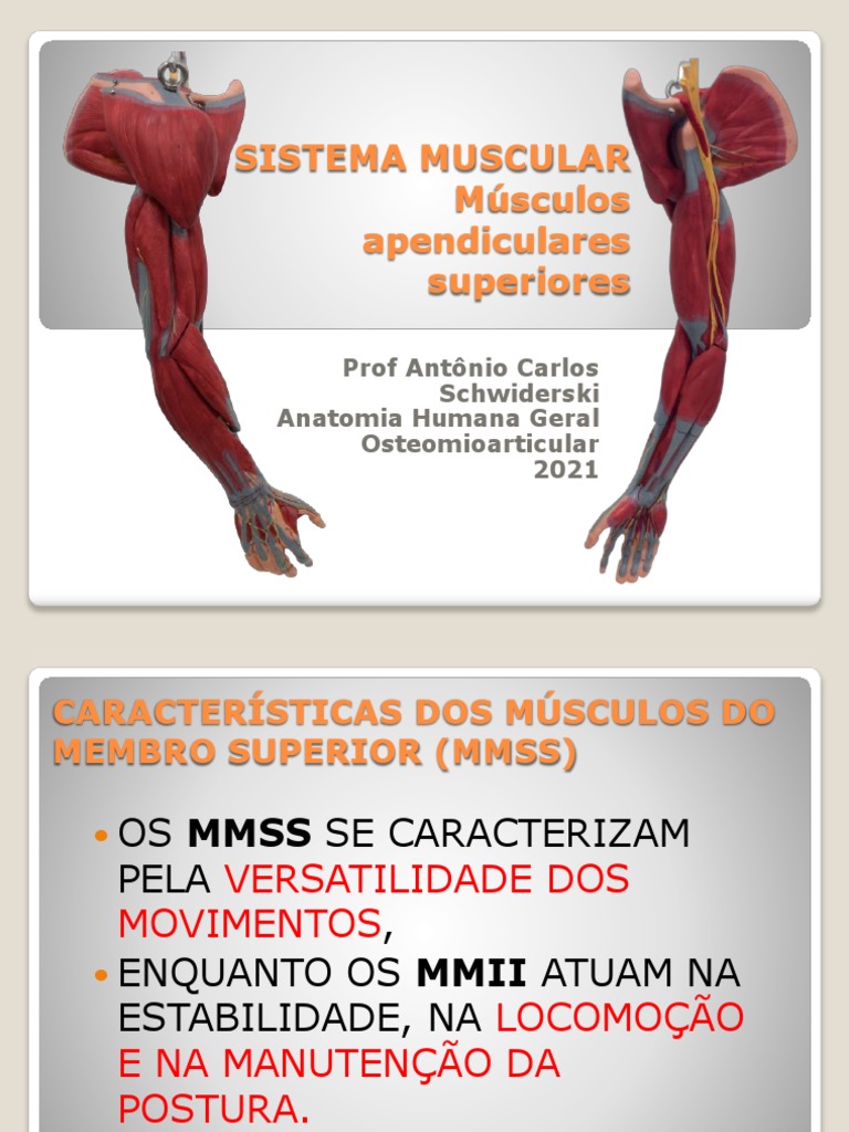 Sist. Muscular Musculos Apendiculares Superiores 2021-1 | PDF ...