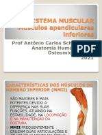 Anatomia dos Músculos Anteriores da Coxa | PDF | Sistema Locomotor ...