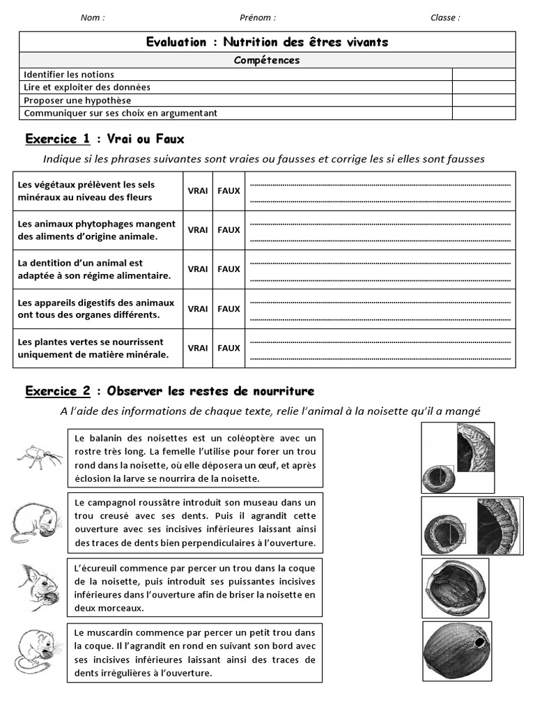 Évaluation SVT 5ème : Nutrition des êtres vivants | PDF | Oiseaux ...