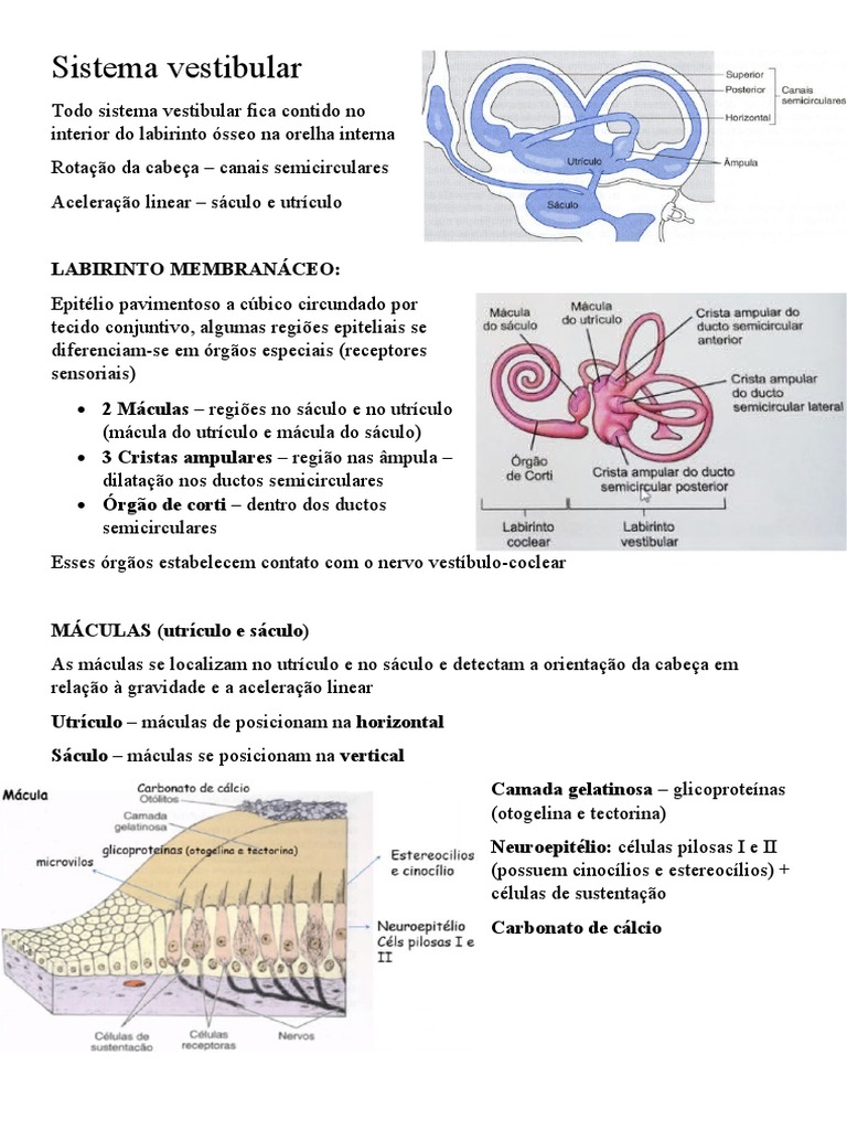 Sistema Vestibular Pdf Sistema Vestibular Anatomia