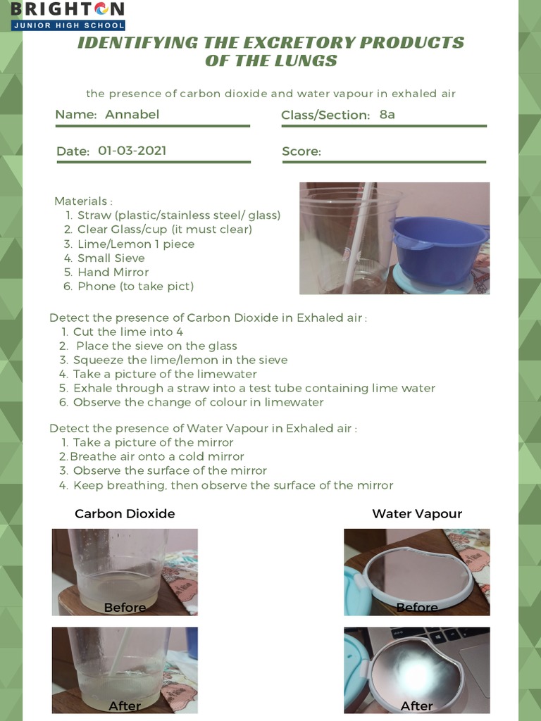 excretory experimet worksheet | PDF