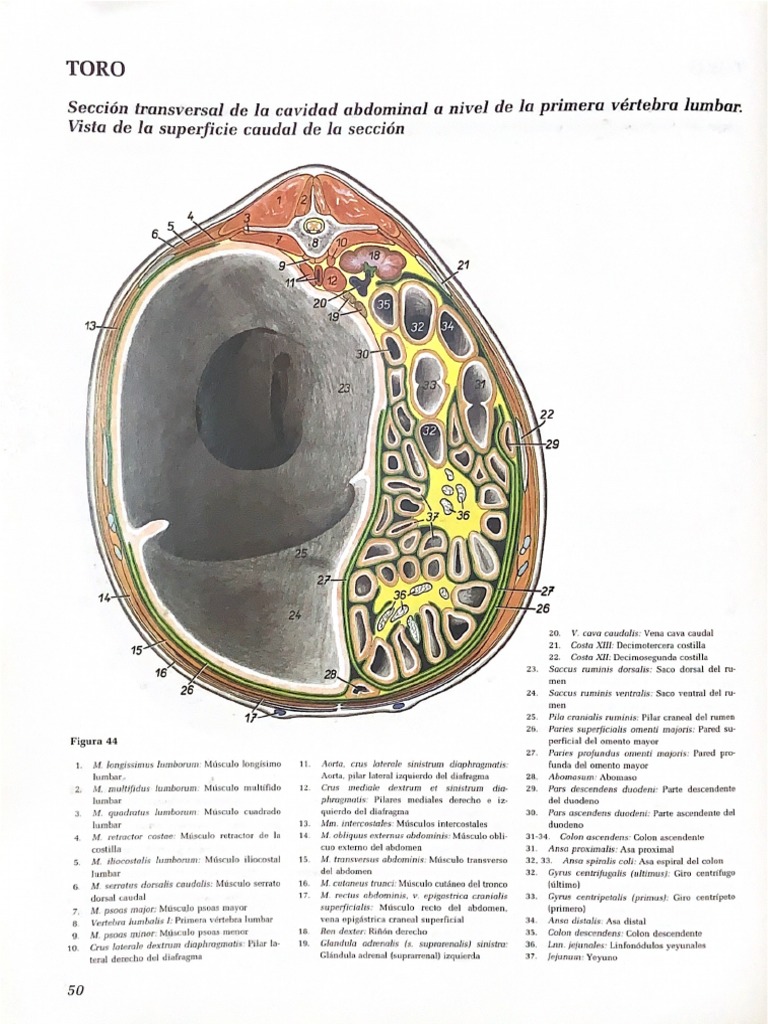 Popesko 5 Parte Bovino | PDF