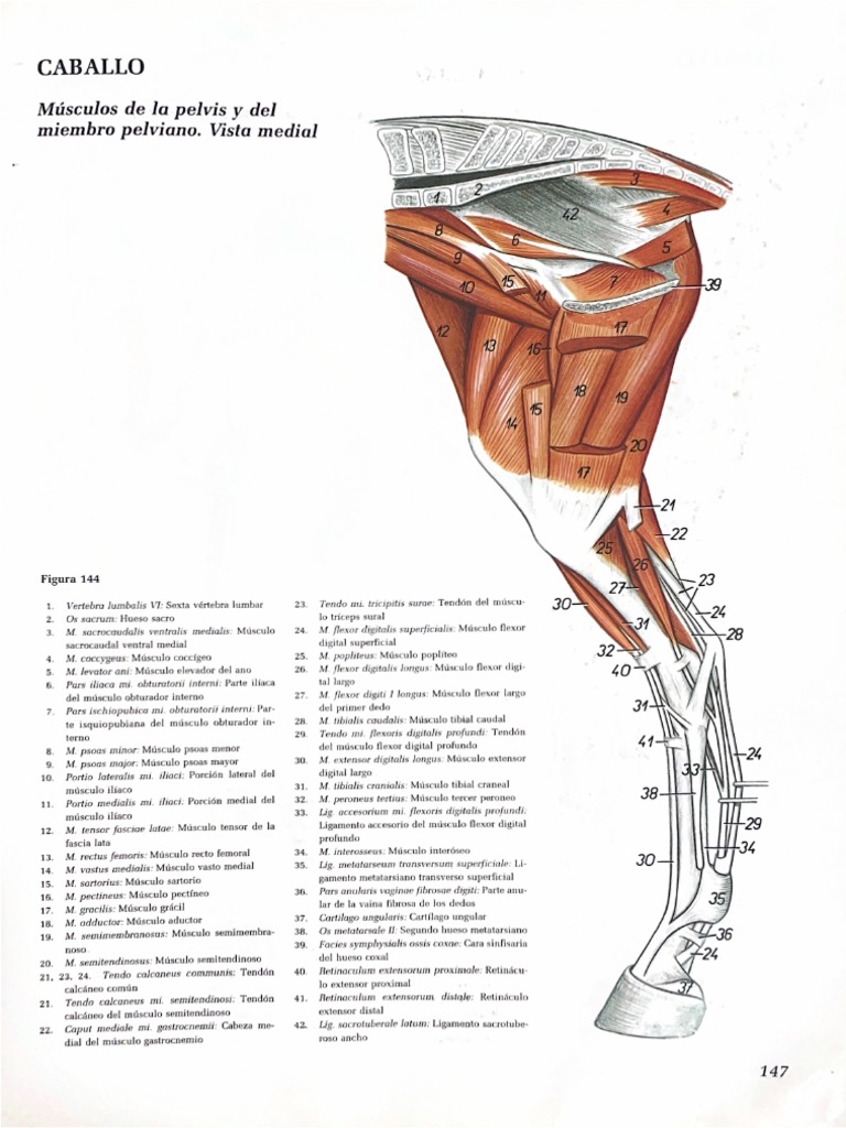 Popesko 7 Parte Equino | PDF