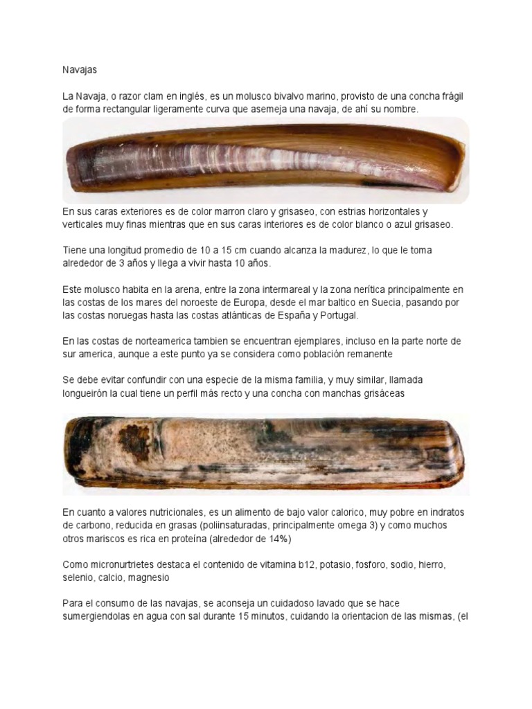 Navajas: Molusco Nutritivo y Versátil | PDF
